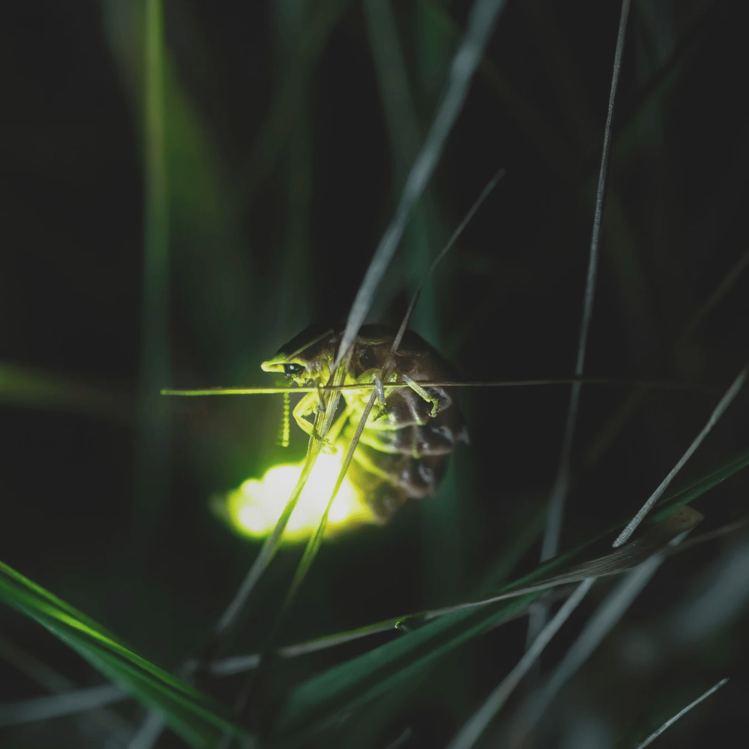 From Ubud: Evening Firefly Tour in Taro Village | GetYourGuide