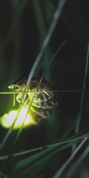 From Ubud: Evening Firefly Tour in Taro Village | GetYourGuide