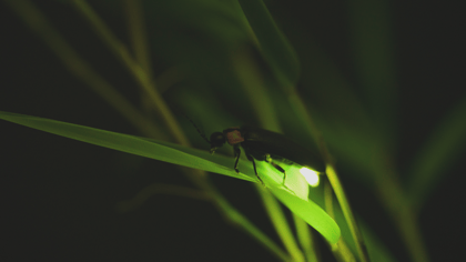 From Ubud: Evening Firefly Tour in Taro Village | GetYourGuide