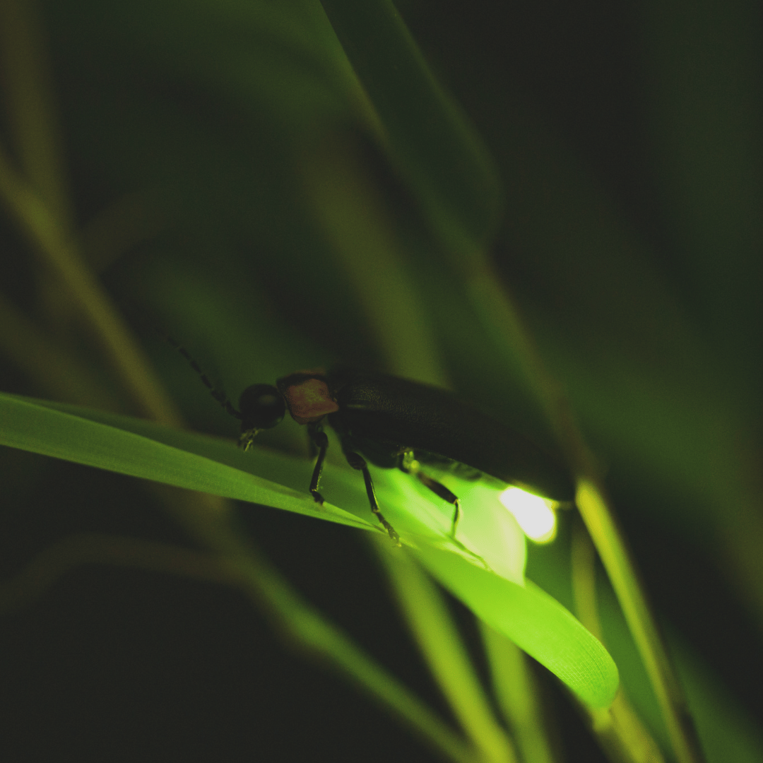 From Ubud: Evening Firefly Tour in Taro Village | GetYourGuide