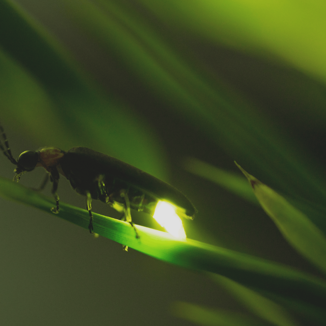 From Ubud: Evening Firefly Tour in Taro Village | GetYourGuide