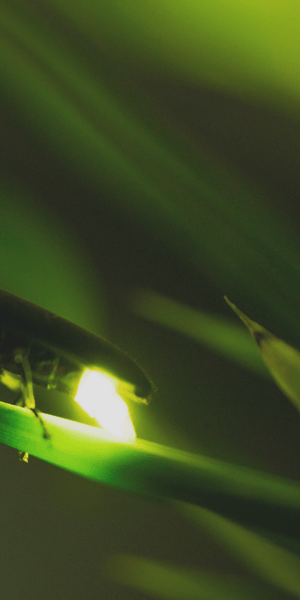 From Ubud: Evening Firefly Tour in Taro Village | GetYourGuide