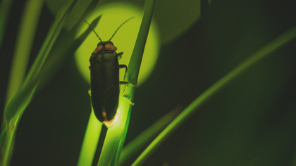 From Ubud: Evening Firefly Tour in Taro Village | GetYourGuide