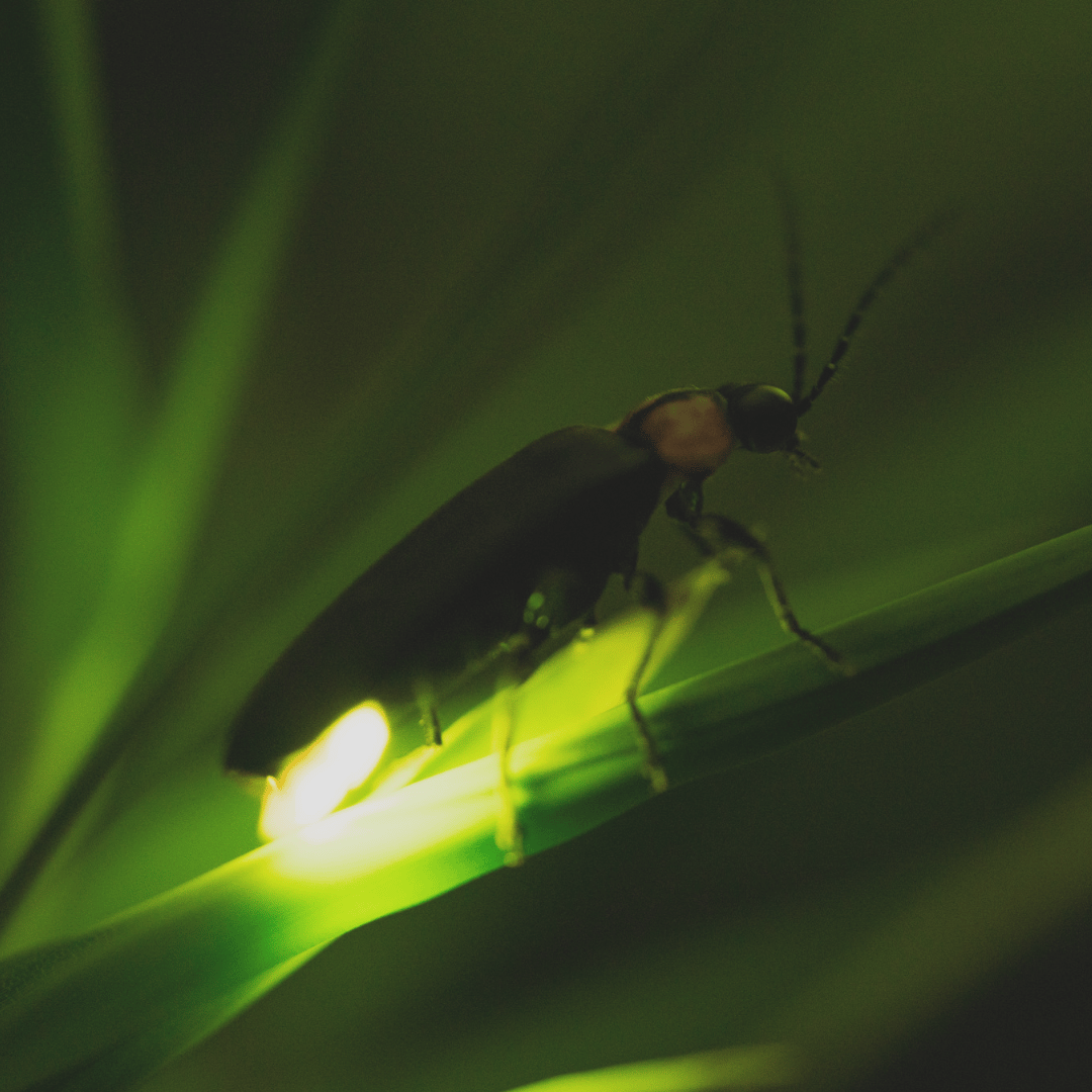 From Ubud: Evening Firefly Tour in Taro Village | GetYourGuide