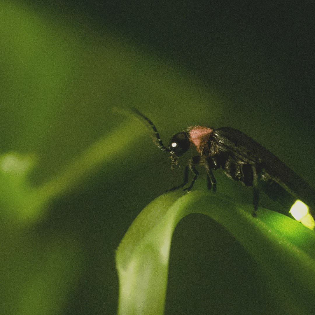 From Ubud: Evening Firefly Tour in Taro Village | GetYourGuide