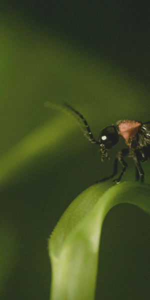 From Ubud: Evening Firefly Tour in Taro Village | GetYourGuide