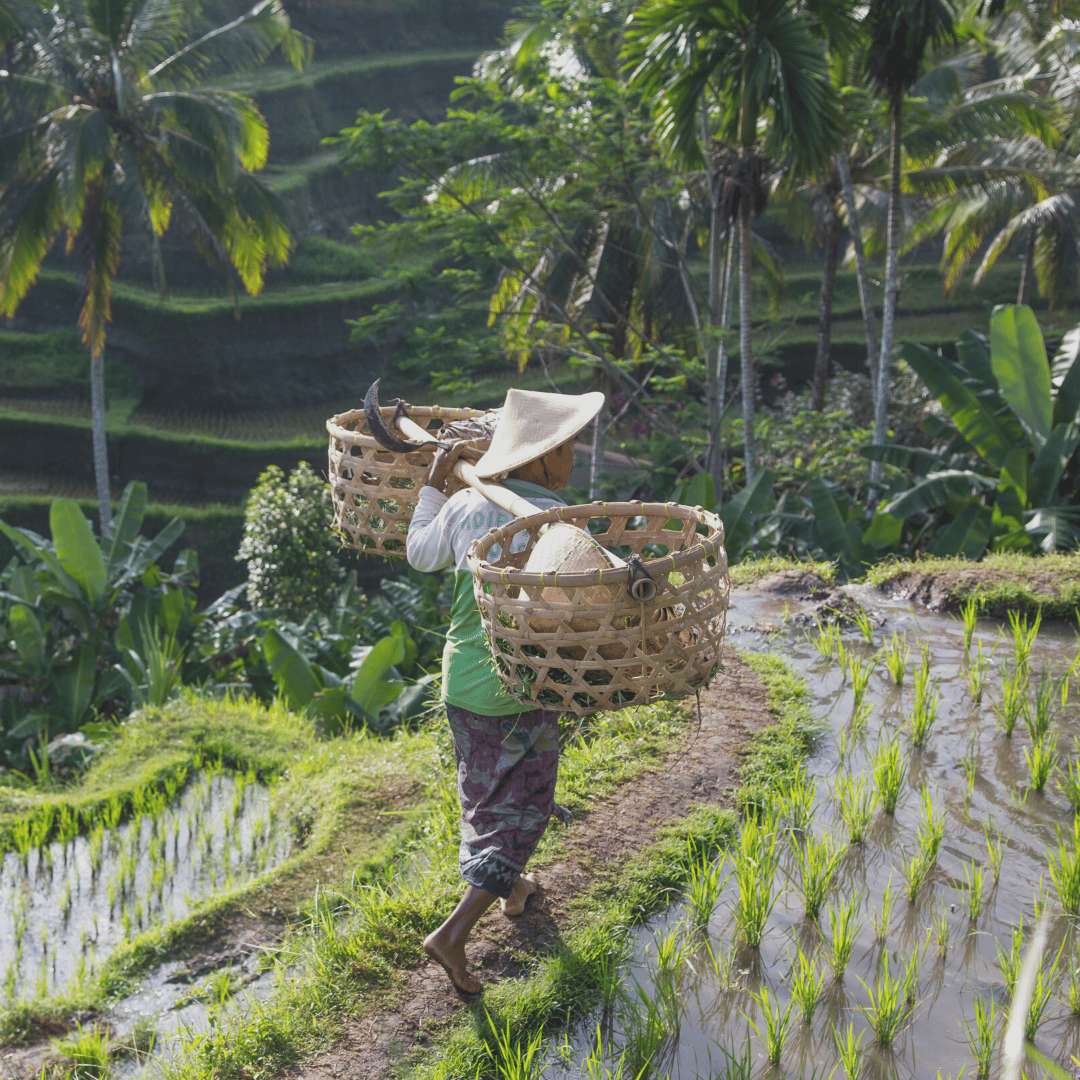 From Ubud: Evening Firefly Tour in Taro Village | GetYourGuide