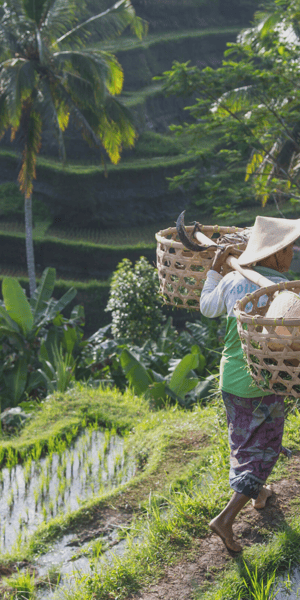 From Ubud: Evening Firefly Tour in Taro Village | GetYourGuide