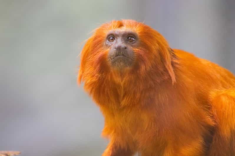 Rio de Janeiro: Animal Tour to BioParque do Rio and AquaRio | GetYourGuide