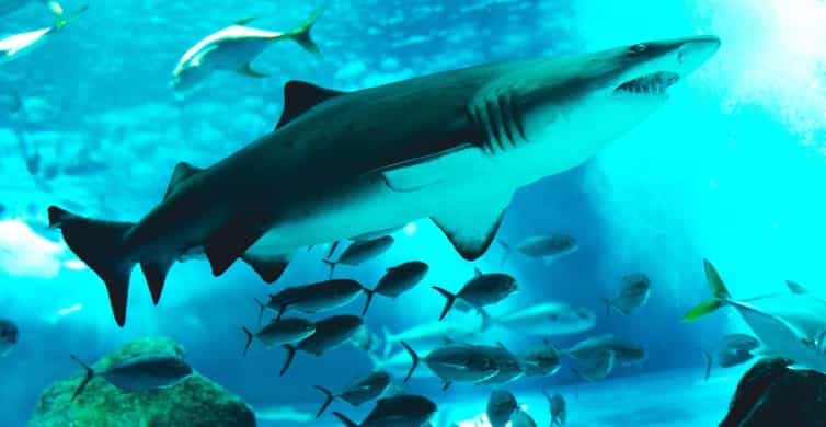 Rio de Janeiro: Animal Tour to BioParque do Rio and AquaRio | GetYourGuide