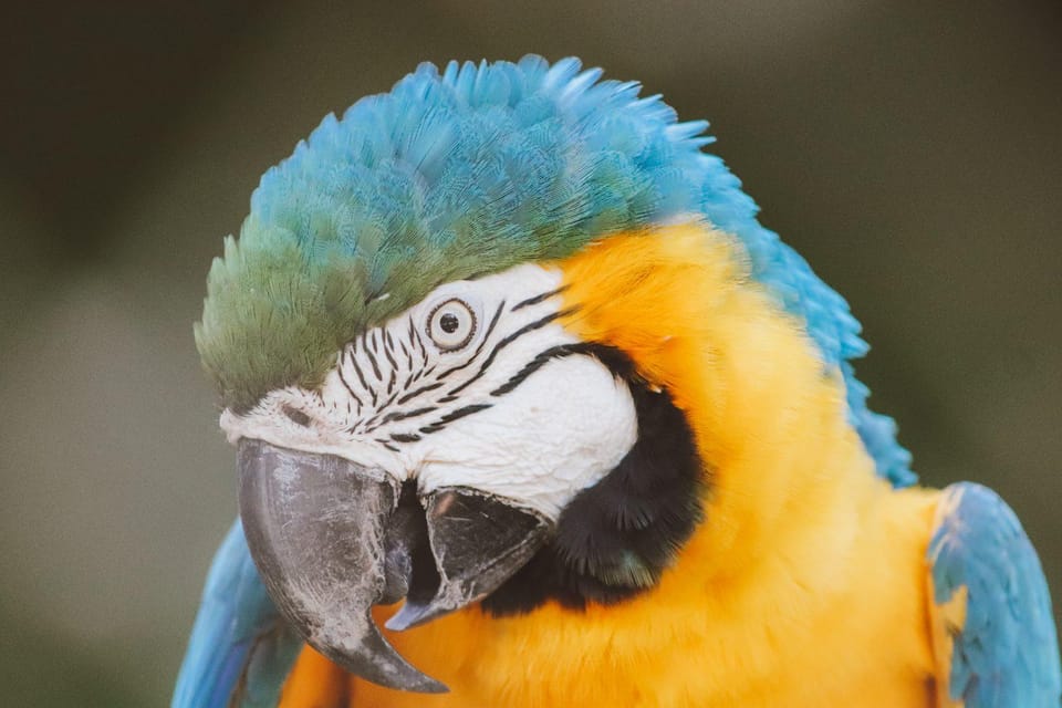 Rio de Janeiro: Animal Tour to BioParque do Rio and AquaRio | GetYourGuide