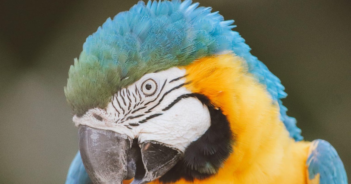 Rio de Janeiro: Animal Tour to BioParque do Rio and AquaRio | GetYourGuide