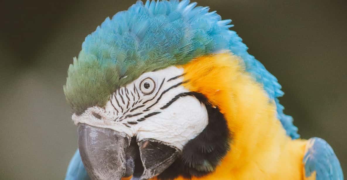 Rio de Janeiro: Animal Tour to BioParque do Rio and AquaRio | GetYourGuide