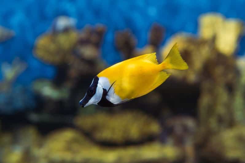 Rio de Janeiro: Animal Tour to BioParque do Rio and AquaRio | GetYourGuide