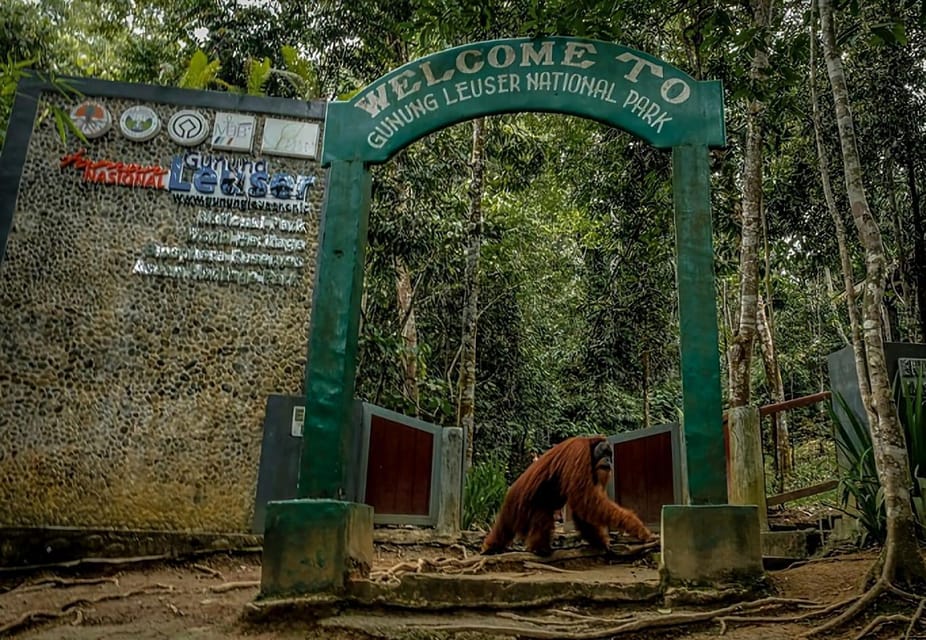 Medan: In the Jungle of Mount Leuser National Park day trip | GetYourGuide