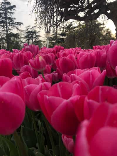 Istanbul: Turul lalelelor din Parcul Emirgan cu plimbare cu feribotul ...