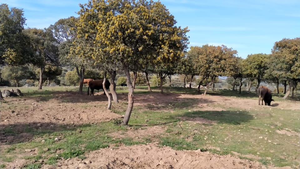 Madrid: Spanish Bull Ranch Half-Day Guided Tour | GetYourGuide