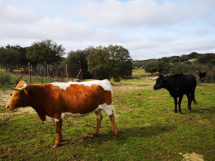 Madrid: Spanish Bull Ranch Half-Day Guided Tour | GetYourGuide