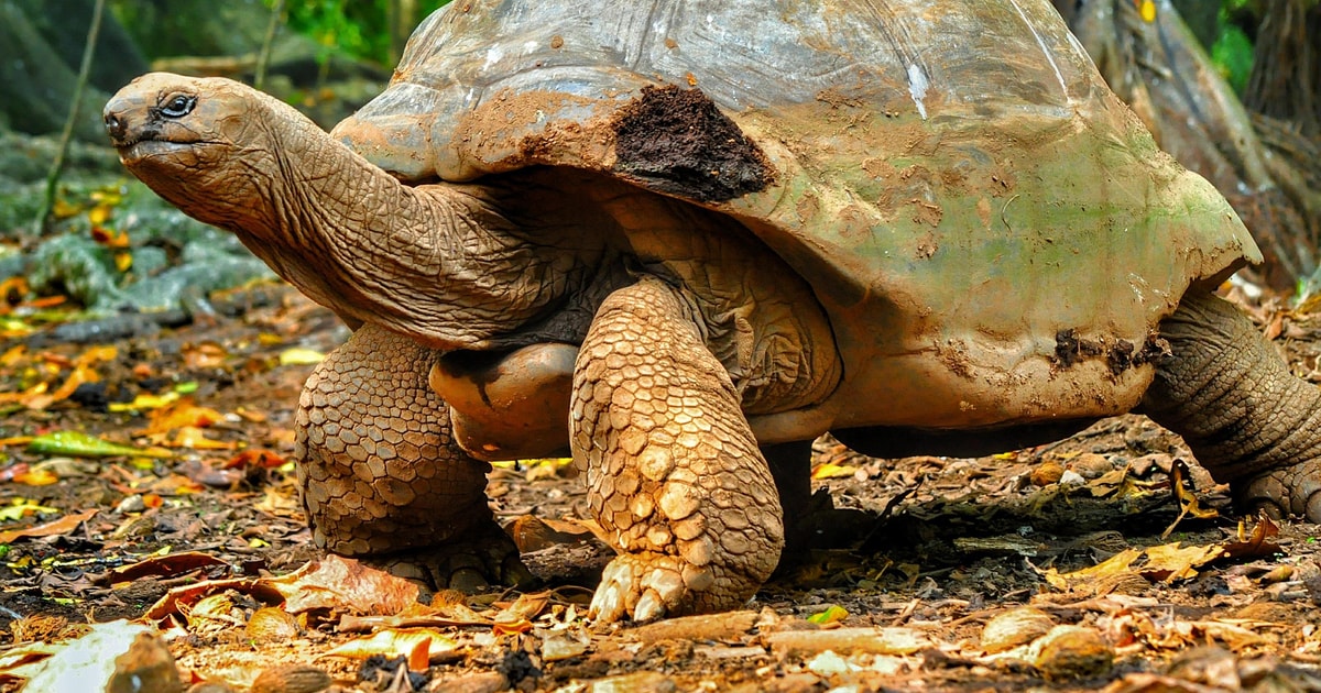 Excursão às ilhas Curieuse e St Pierre (sem churrasco) | GetYourGuide