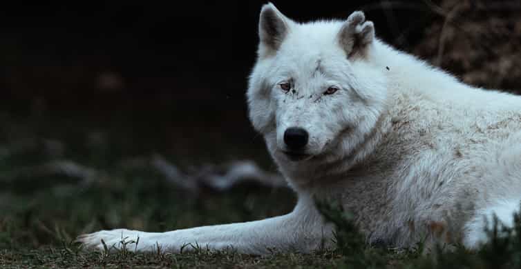 Visita al Centro Internacional de Medio Ambiente de ARCTUROS | GetYourGuide