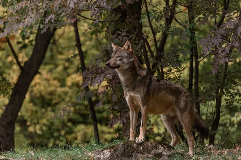 Nymfaio: Arcturos International Environmental Center Tour | GetYourGuide