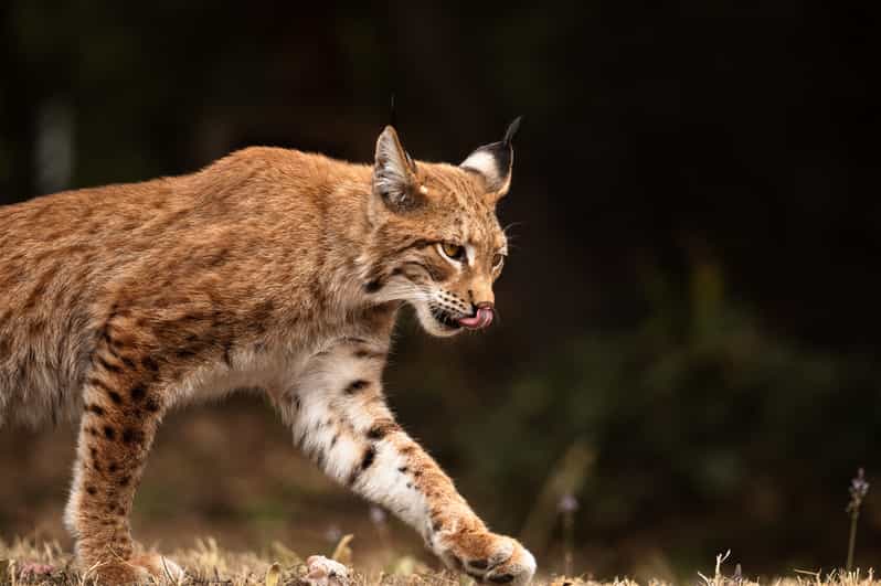 Centre international de l'environnement d'ARCTUROS Tour | GetYourGuide