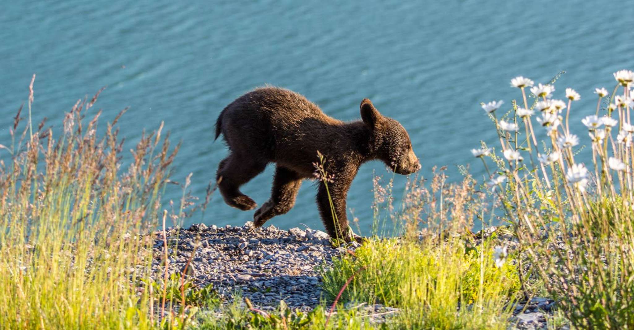 Jasper, Wildlife and Waterfalls Tour with Lakeshore Hike | Guided Tour ...