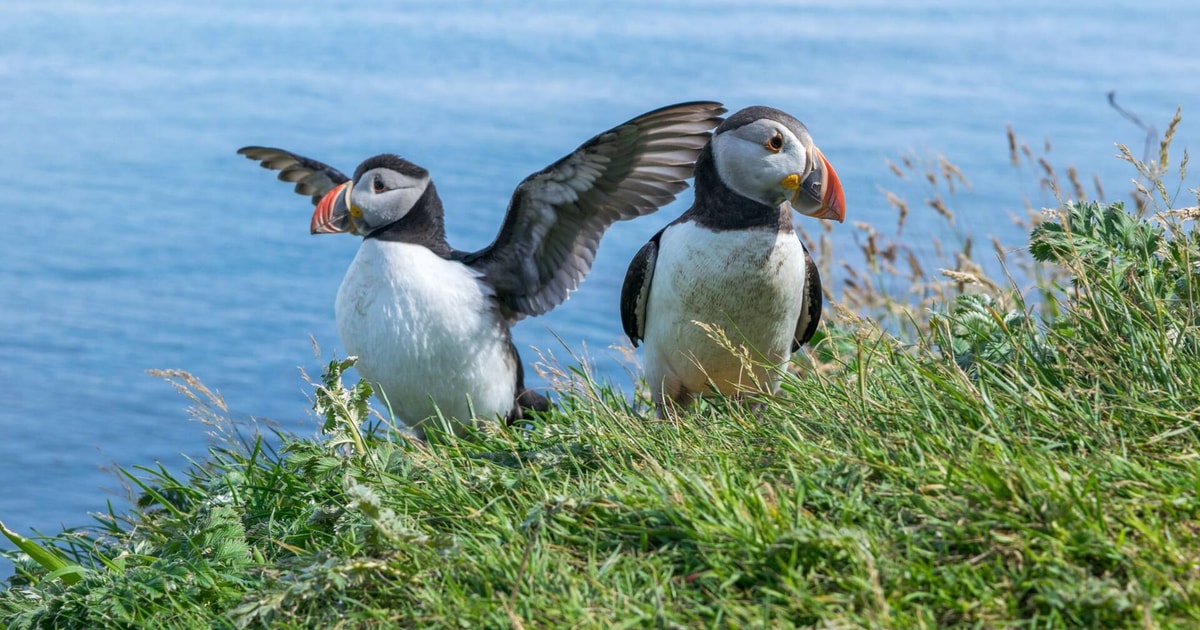 Inverness: Costa de Moray, Fauna y Tour del Whisky de Speyside ...