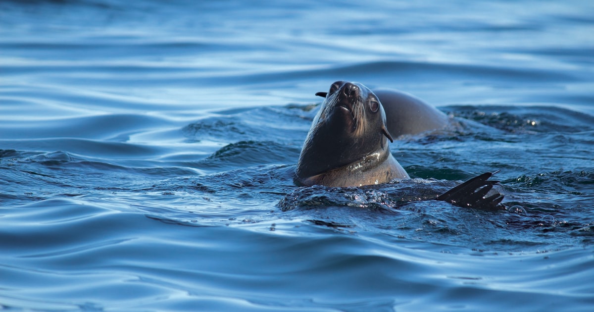 Ciudad del Cabo: tour guiado en barco por Ocean Wildlife Encounter ...