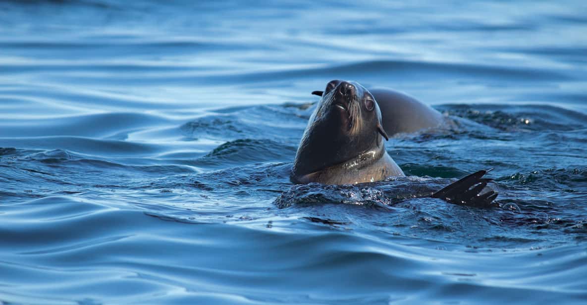 Cape Town: Ocean Wildlife Encounter Guided Boat Tour | GetYourGuide