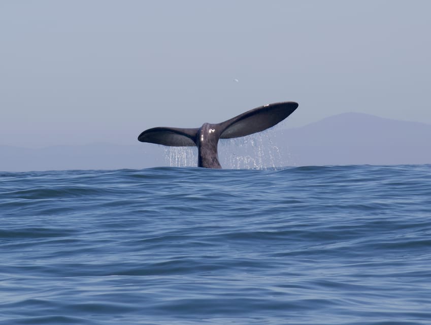 Ciudad del Cabo: tour guiado en barco por Ocean Wildlife Encounter ... Ciudad del Cabo: tour guiado en barco por Ocean Wildlife Encounter ...