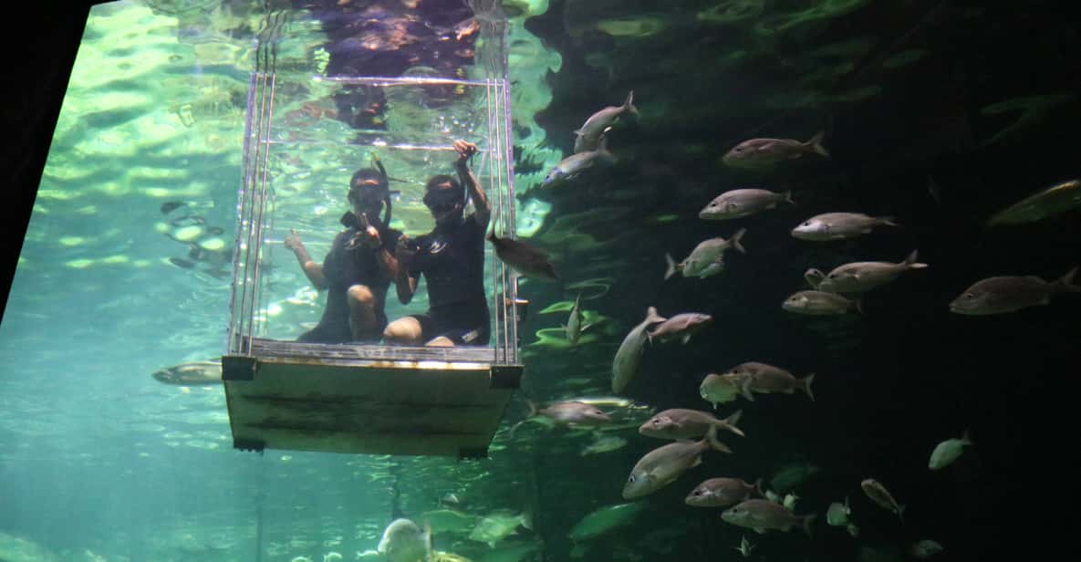 Guadalajara: Shark Immersion at Acuario Michin | GetYourGuide