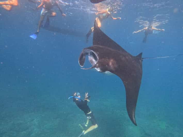Guided Snorkeling Tour Seeing Manta Ray Nests | GetYourGuide