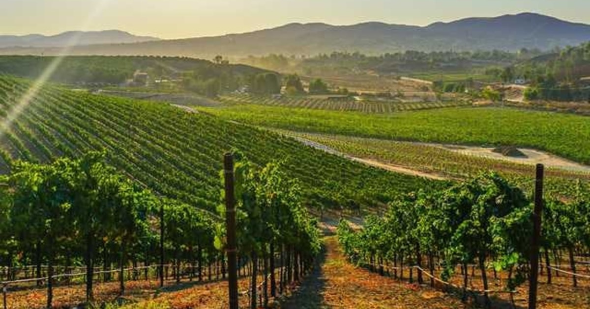 Temecula: Tour to 2-3 Temecula Wine Country Wineries | GetYourGuide