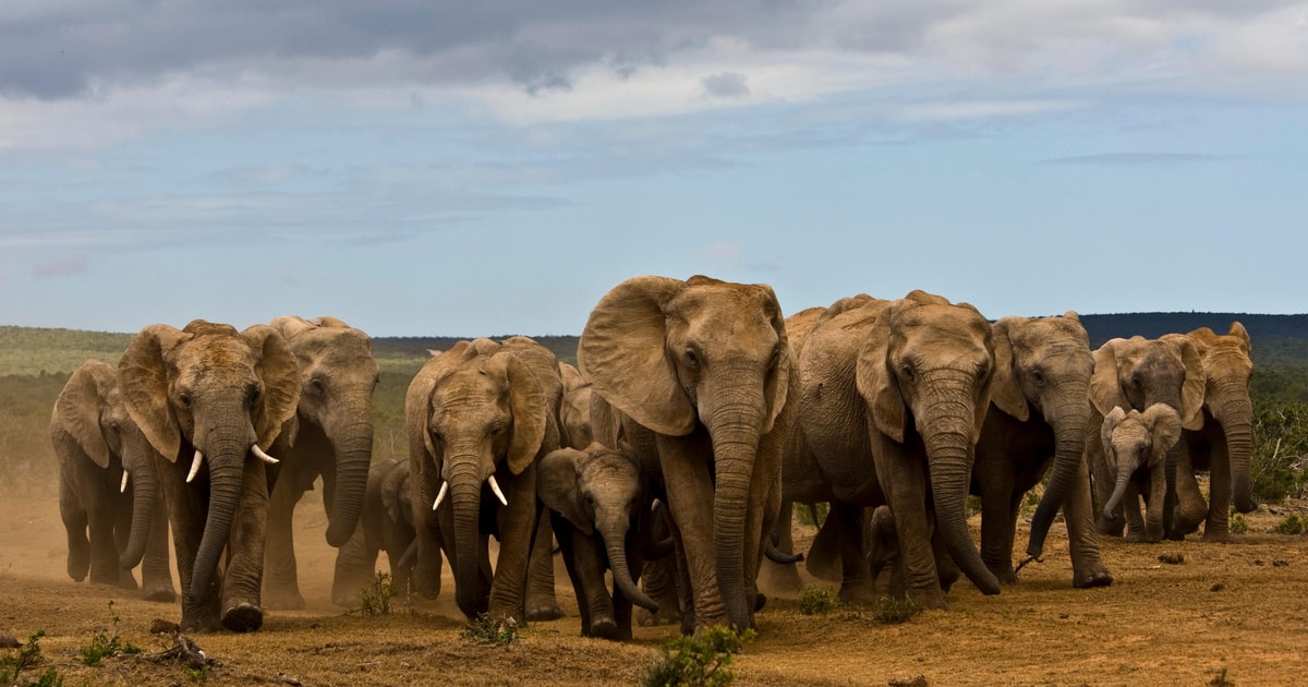 Full-Day All Inclusive Safari with Traditional Braai Lunch | GetYourGuide