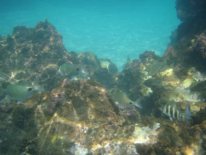 Van Malaga: Cliffs of Maro-wandeling met strandbezoek en snorkelen ...