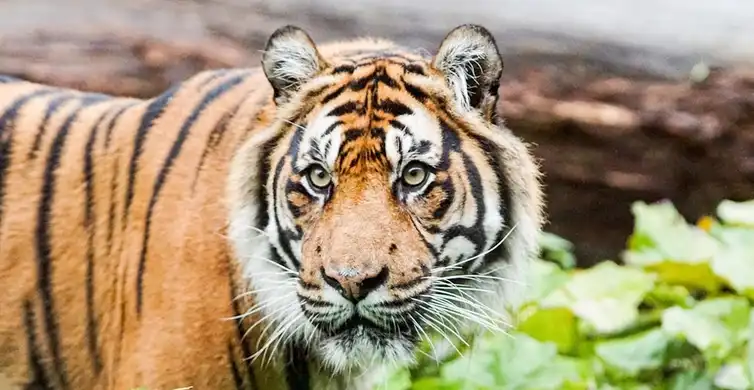 London Zoo, London - Book Tickets & Tours | GetYourGuide