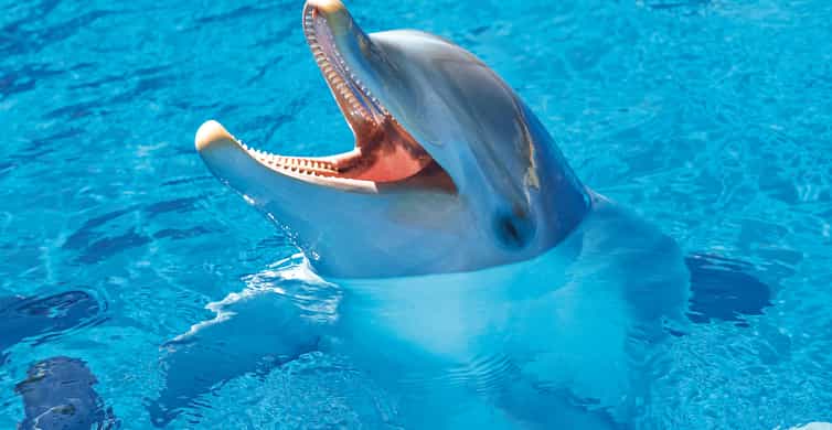 Benidorm: Mundomar Animal Park 1-Day Ticket | GetYourGuide
