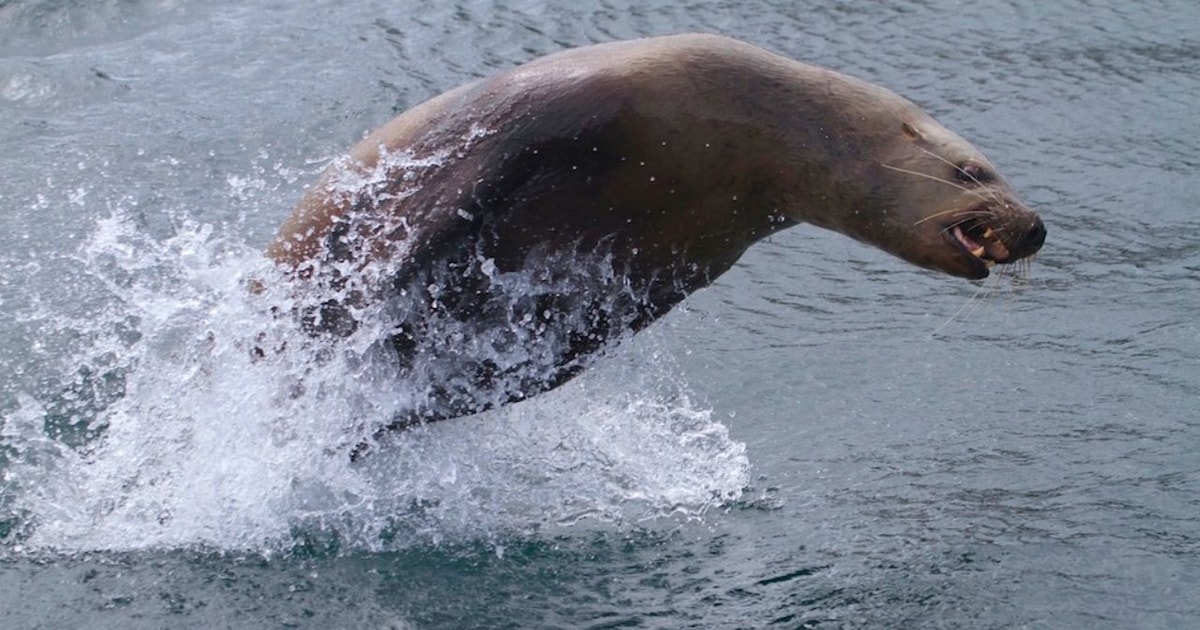 Victoria, BC: Marine Wildlife & Whale Watch Tour | GetYourGuide