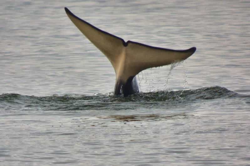 Juneau: Sentinel Lighthouse and Whale Watching Cruise | GetYourGuide