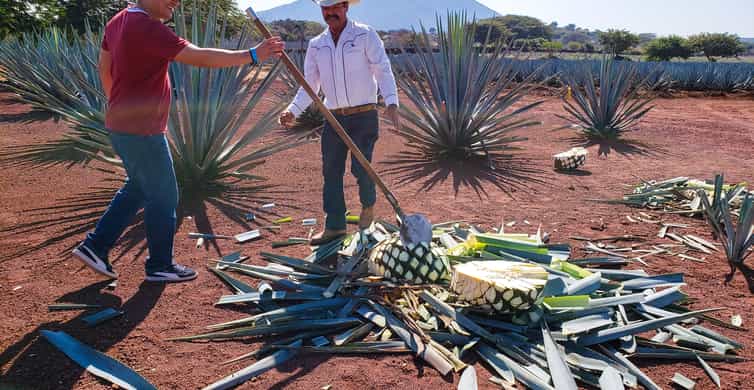 From Guadalajara: Town of Tequila & Jose Cuervo Factory Tour | GetYourGuide