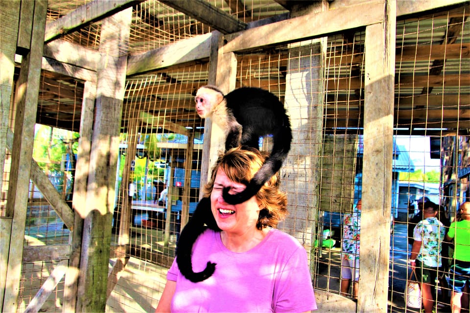 Roatan: Sloth Park, Horseback Ride & Glass Bottom Boat Tour | GetYourGuide
