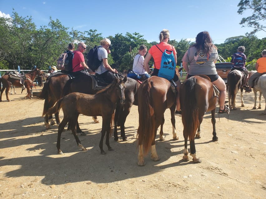 Roatan: Sloth Park, Horseback Ride & Glass Bottom Boat Tour | GetYourGuide