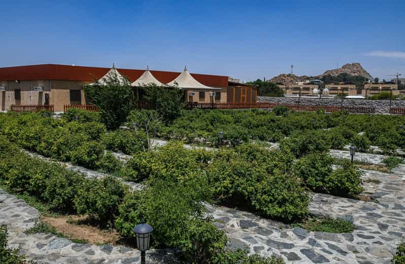 From Jeddah: Taif Highlights & Mountains Tour with Transfer | GetYourGuide