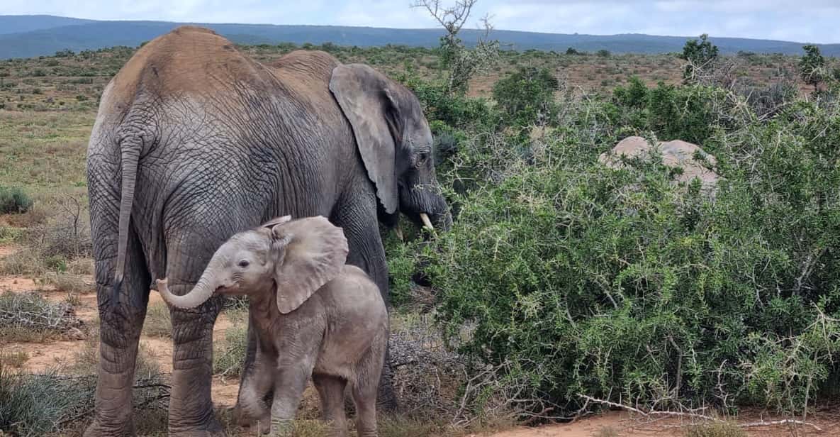 Addo Elephant National Park Game Drive Day Tour With Lunch | GetYourGuide