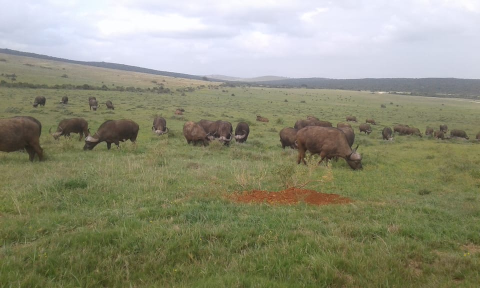 Addo Elephant National Park Game Drive Day Tour With Lunch | GetYourGuide