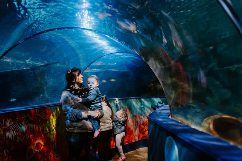 Sea Life Weymouth Admission Ticket | GetYourGuide