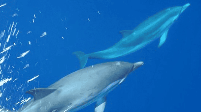 Ouranoupoli: Mount Athos Sightseeing Glass-Bottom Boat Tour | GetYourGuide