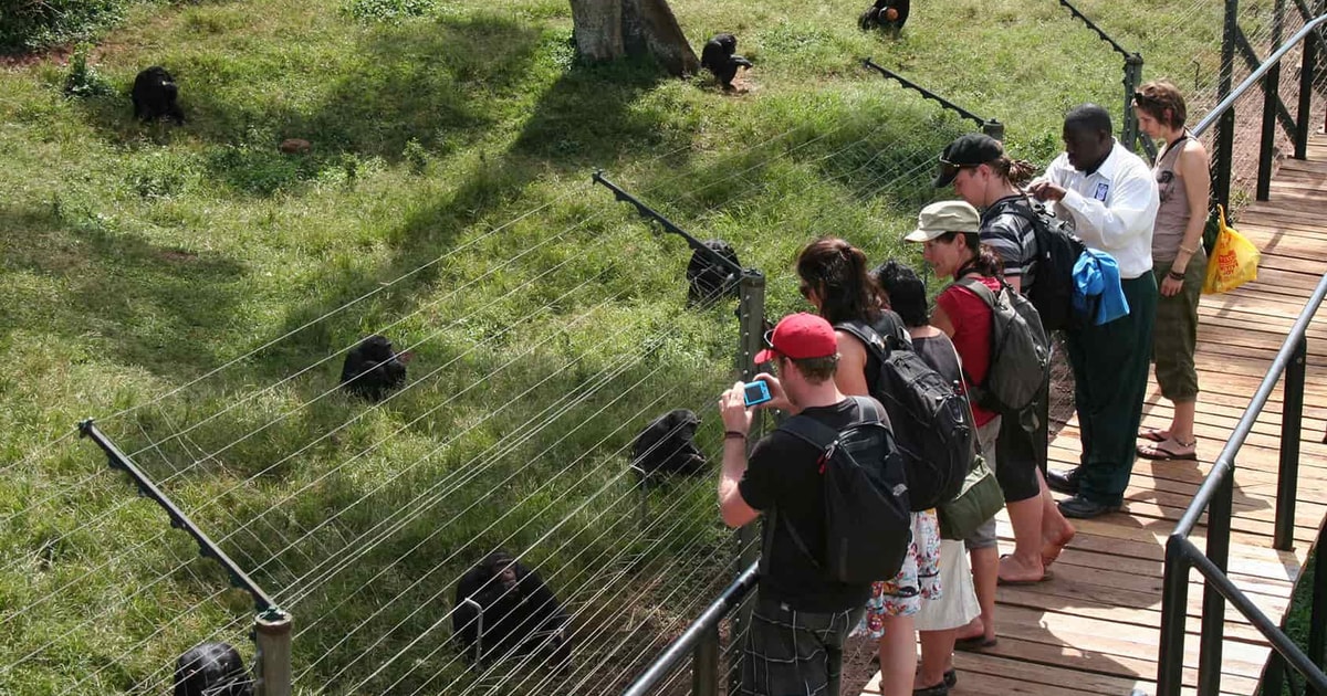 Entebbe: Ngamba Island Chimpanzee Sanctuary Day Tour | GetYourGuide