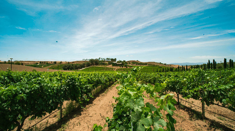 Temecula: Guided Sidecar Wine Tasting Tour | GetYourGuide